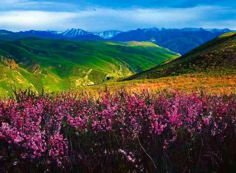 Have you seen a living fossil plant? - iNEWS