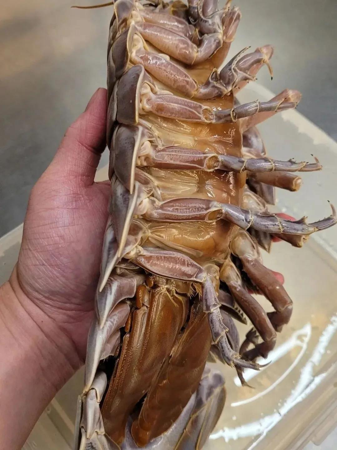 Do you dare to eat alien creatures? - iNEWS