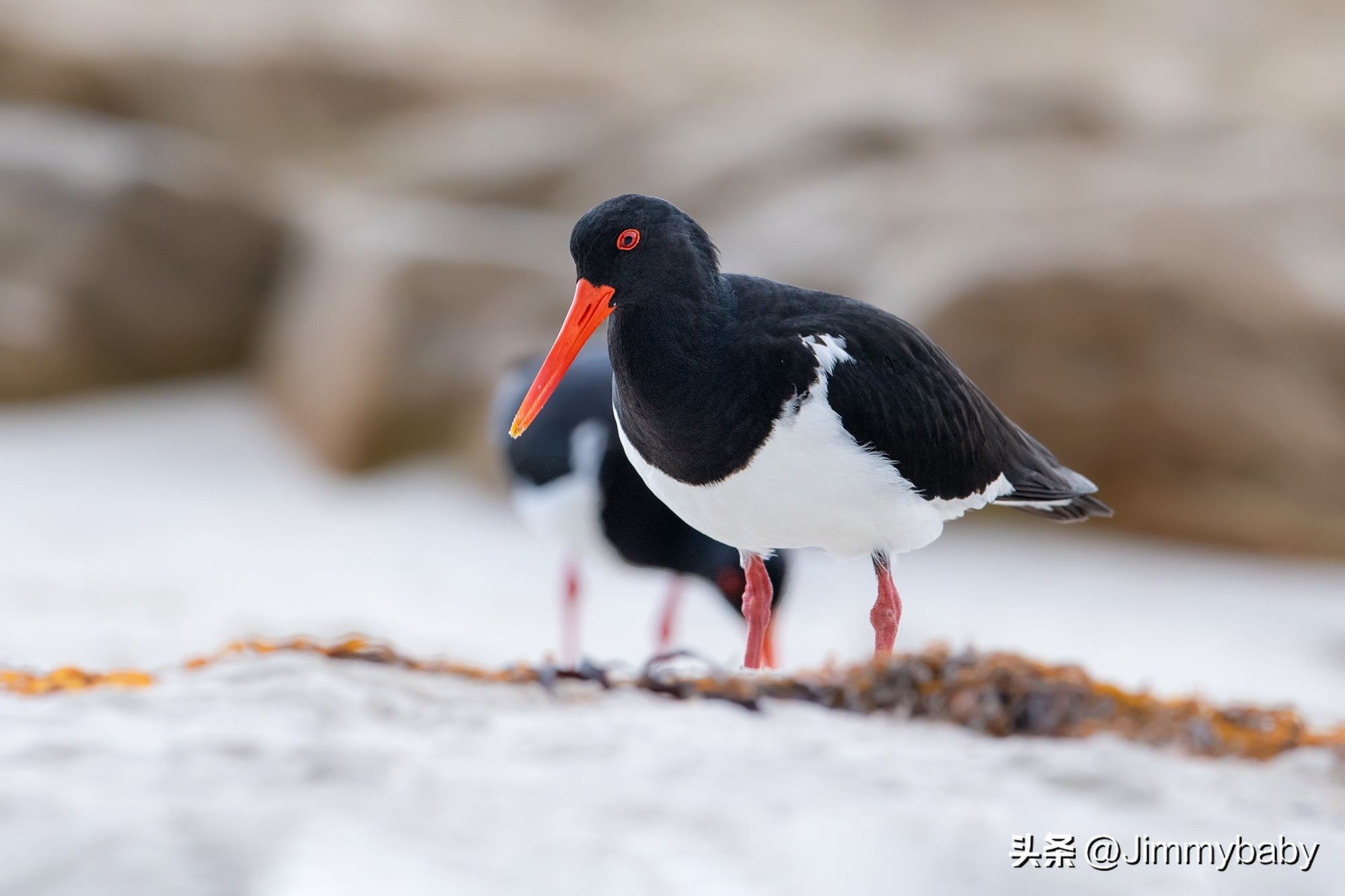 The Legend of the National Bird of the World: The Faroe Islands ...