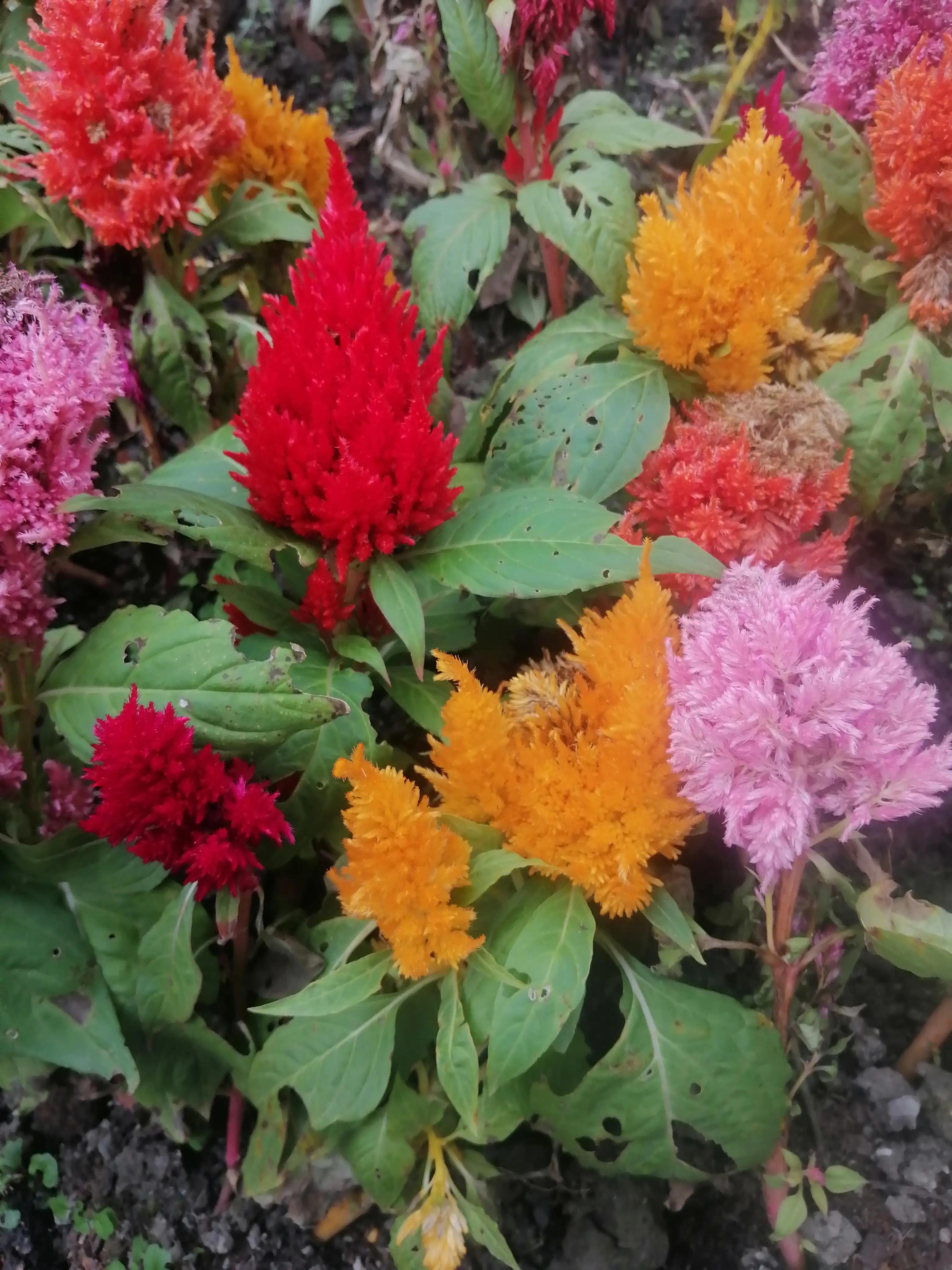 beautiful cockscomb - iNEWS