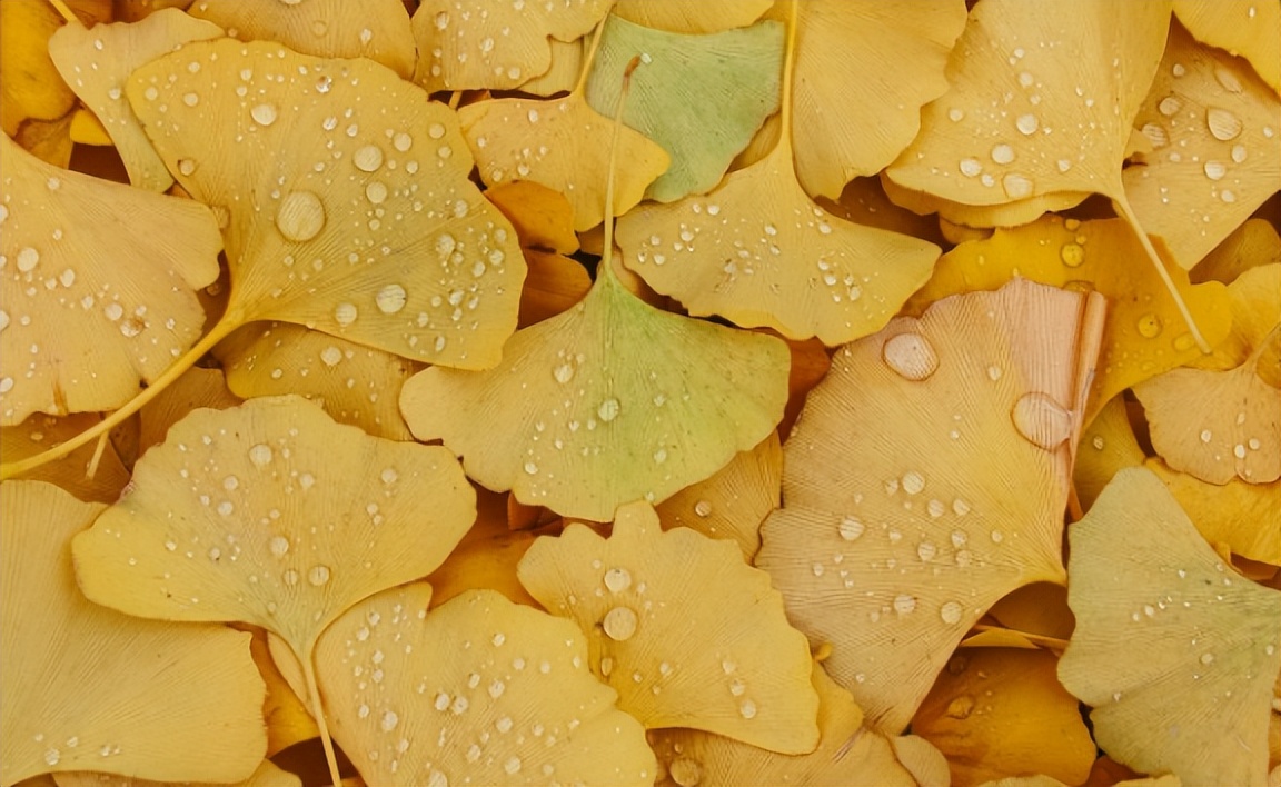 Ginkgo Trees: The Hidden Truth About Endangerment - iMedia