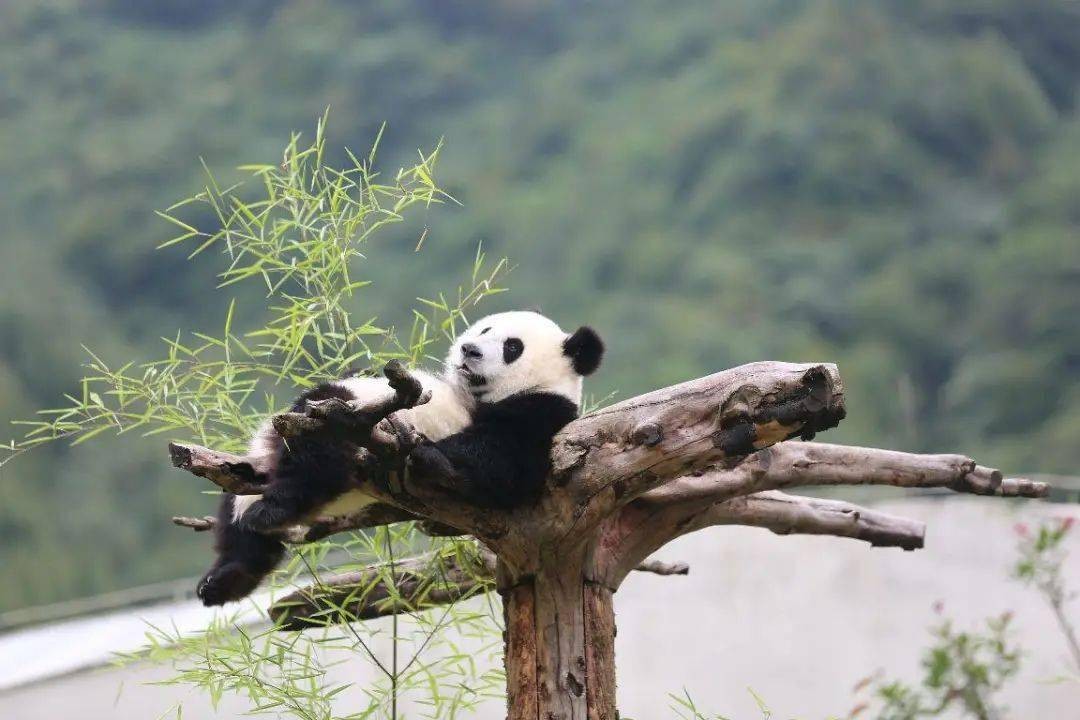 Reasons for the scarcity of giant pandas and effective protection ...