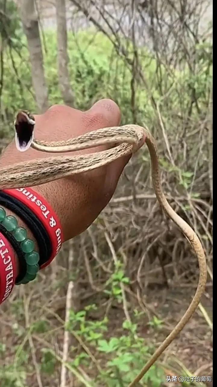 The Mexican Snake eating feast? - iNEWS