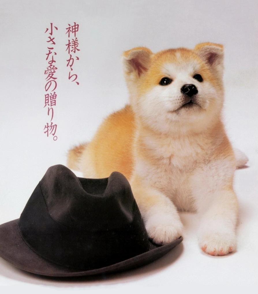 Who are the main actors in the movie "Hachiko"? - iMedia