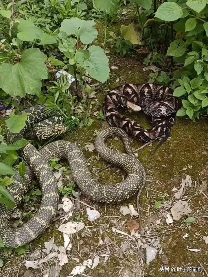 In front of the king snake, the five-step snake does not dare to move ...