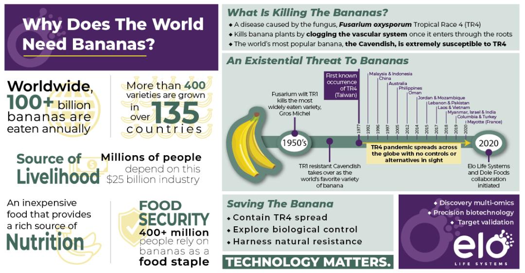 Bananas face extinction again, this time, can gene editing save bananas ...