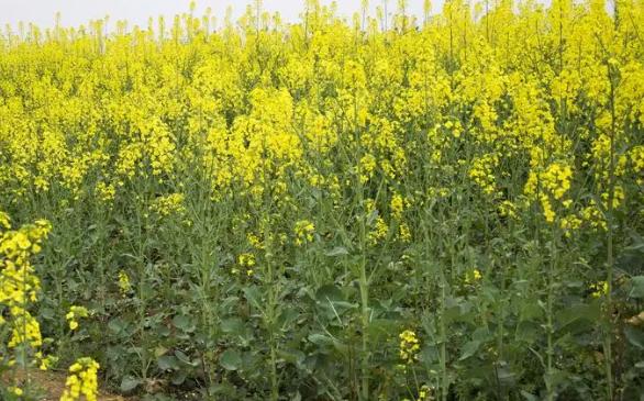Commonly known as "Chong Cai", many people have seen it but have never ...