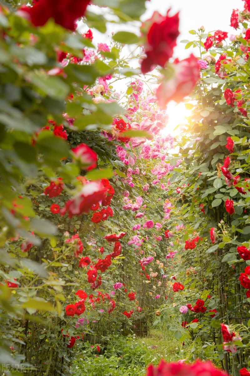 Taste and read "The Sea of Flowers" by Gong Linna and Mei Yiliya: Don't ...