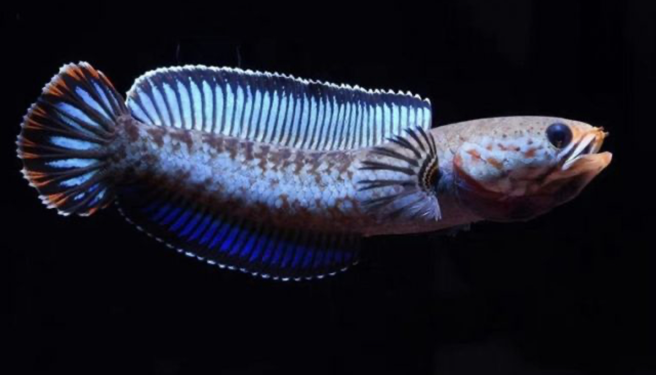 What should I do if the thunder dragon fish does not eat the feed? Two ...