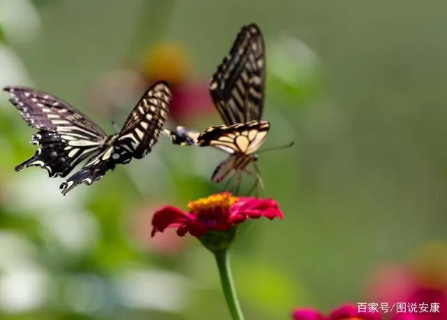 Zhuangzi's Dreams and Teachings (1) - Butterfly Dream - iMedia