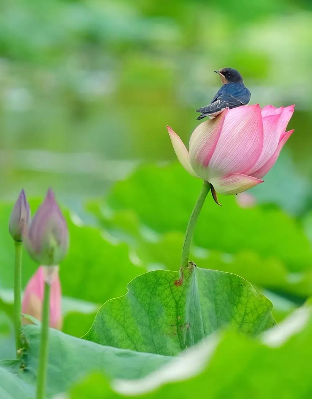 Write the most beautiful poem of summer lotus, two of which are "no one ...