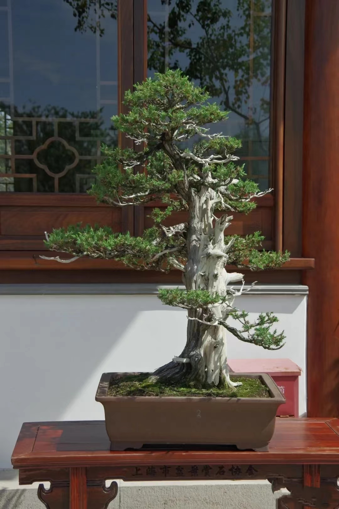A glimpse of the world-famous bonsai garden - Shen Garden - iNEWS