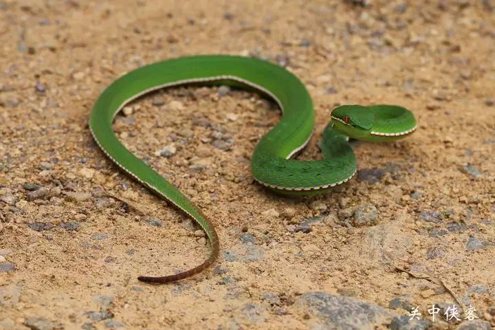 Common snakes in China (under the highly venomous snake) - iMedia