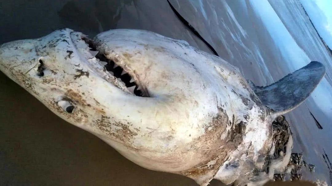 Sharks also have natural enemies? The photos on the scene are very ...