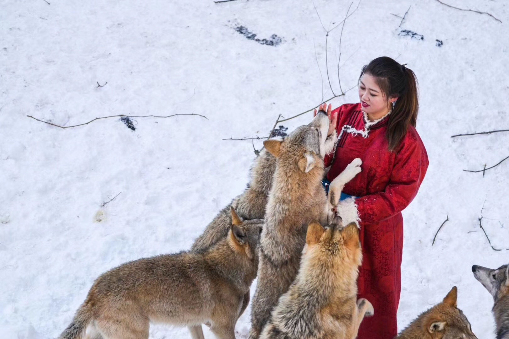 The smartest wolf in the Mongolian grasslands, follows the herdsmen to ...