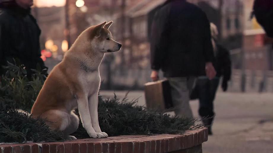 "The Faithful Dog Hachiko": Nine Years of Waiting to Interpret Loyalty ...