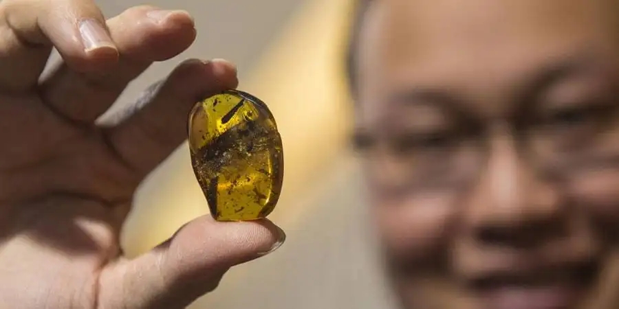 Chinese scientists have discovered dinosaur remains sealed in amber ...