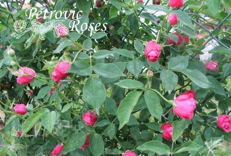 [Famous ancient Chinese rose] Yueyuehong (Old Crimson China) - iNEWS