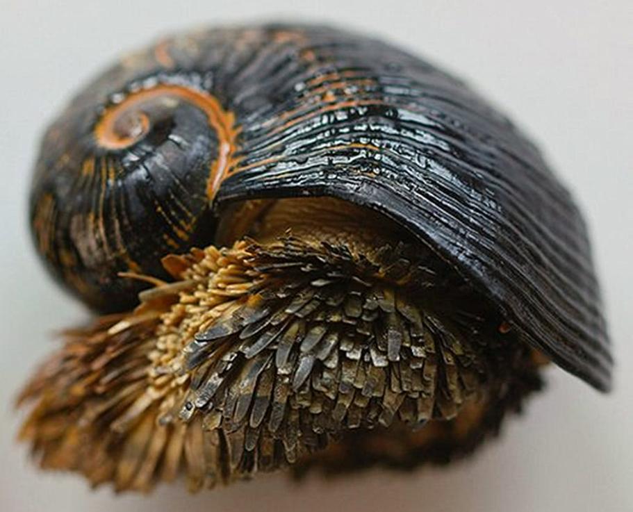 The snail with the hardest shell in the world cannot be penetrated by ...