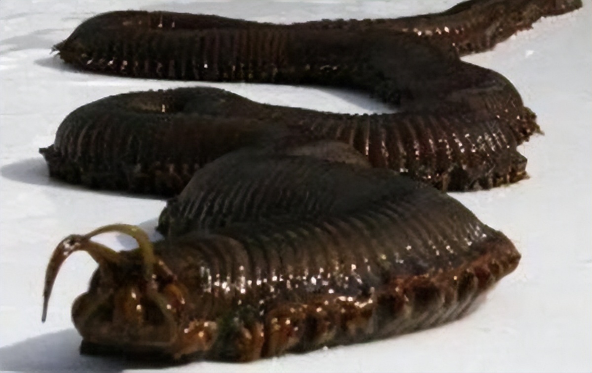 Top5 most disgusting creatures in the world, the ship borer is ugly ...