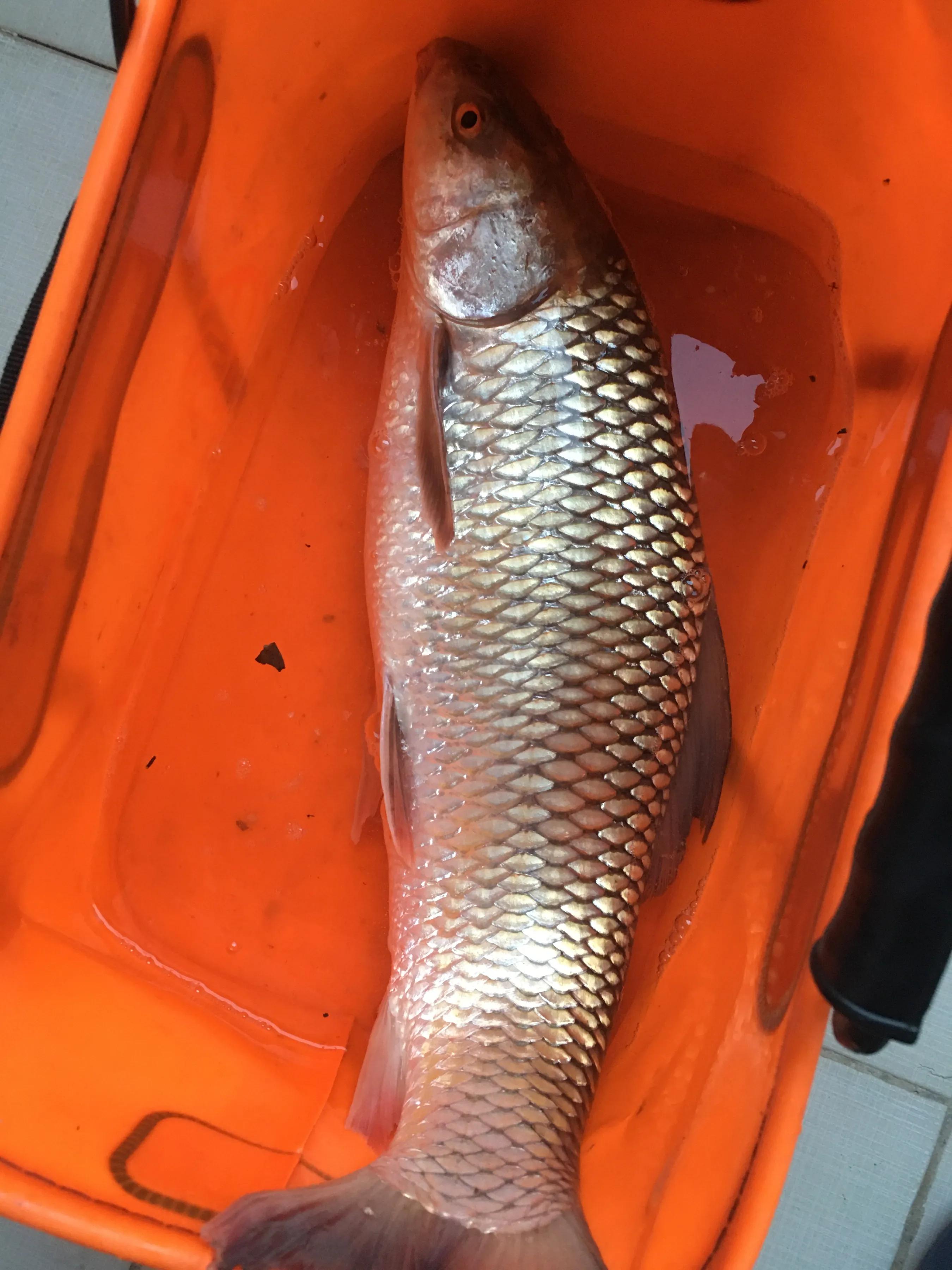 Making fish balls is actually very simple, dace fish balls are the best ...