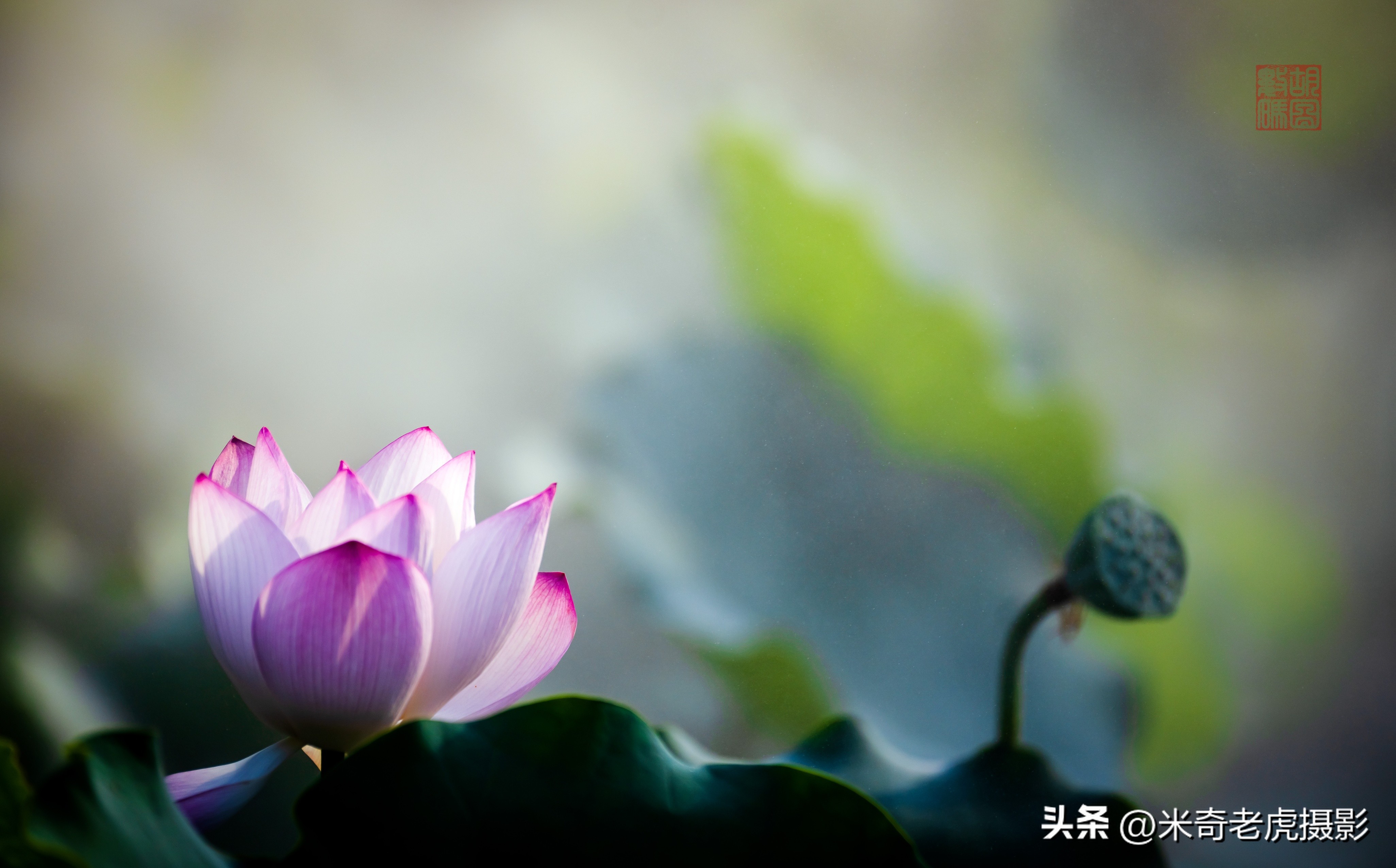 What makes you become one of the many lotus photography enthusiasts ...
