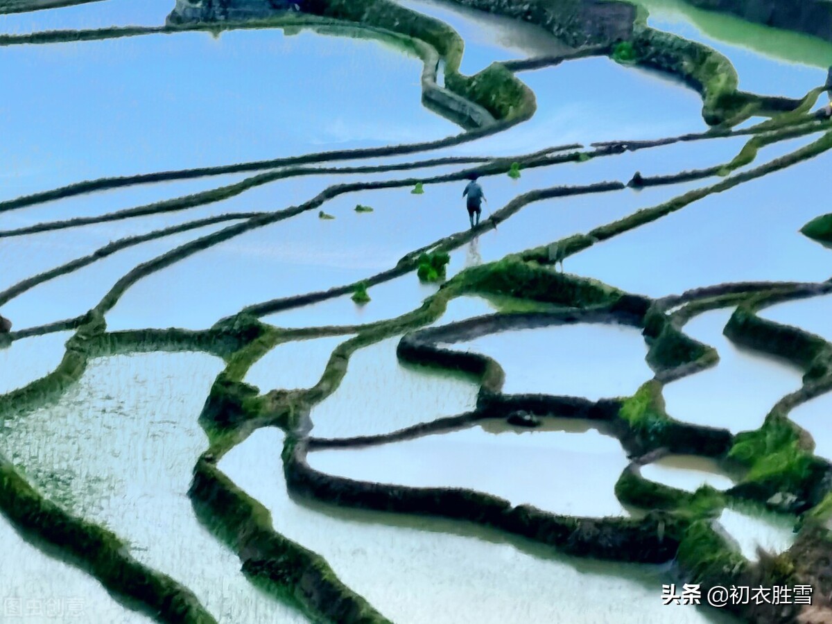 Seven beautiful poems about planting rice in early summer - iMedia