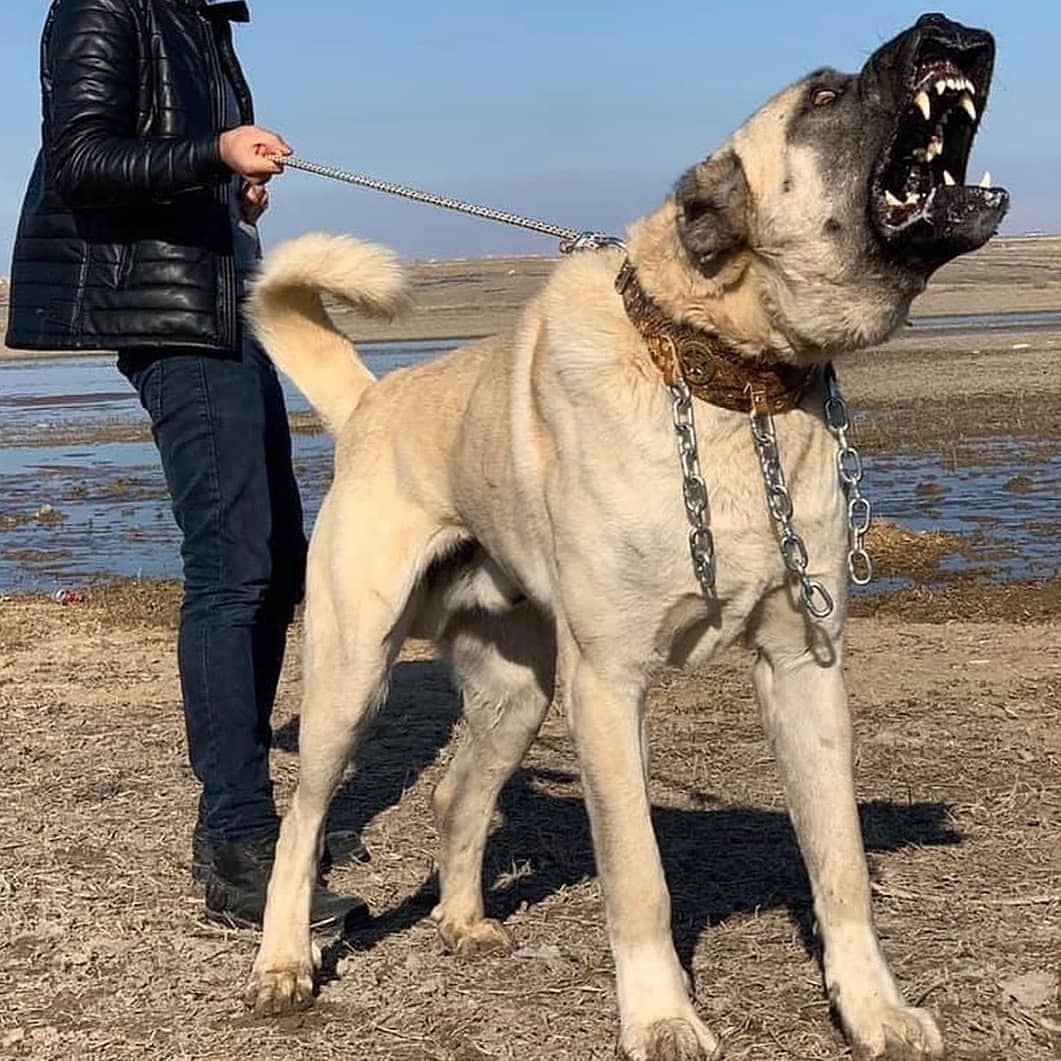 Pitbull vs Kangal, who is the real king of dogs? - iNEWS
