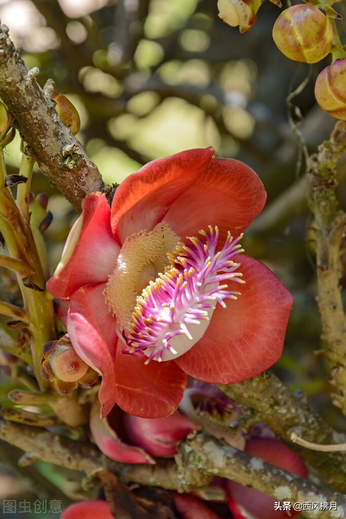 Three legendary mysterious plants - iNEWS