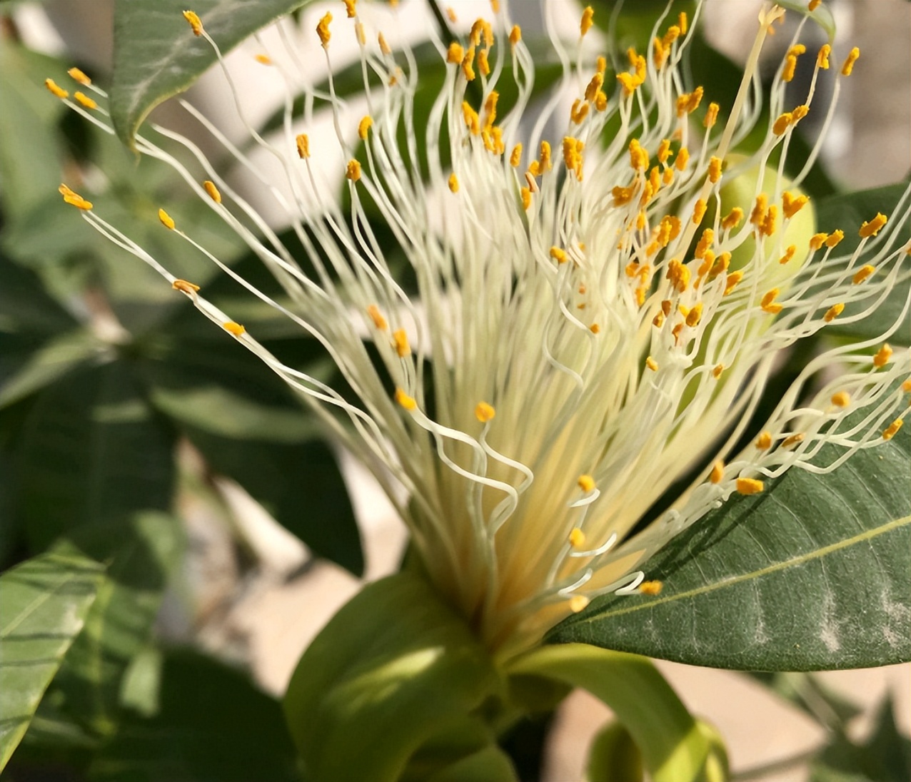 Once these "4 kinds of plants" bloom, it means "happy events are coming ...
