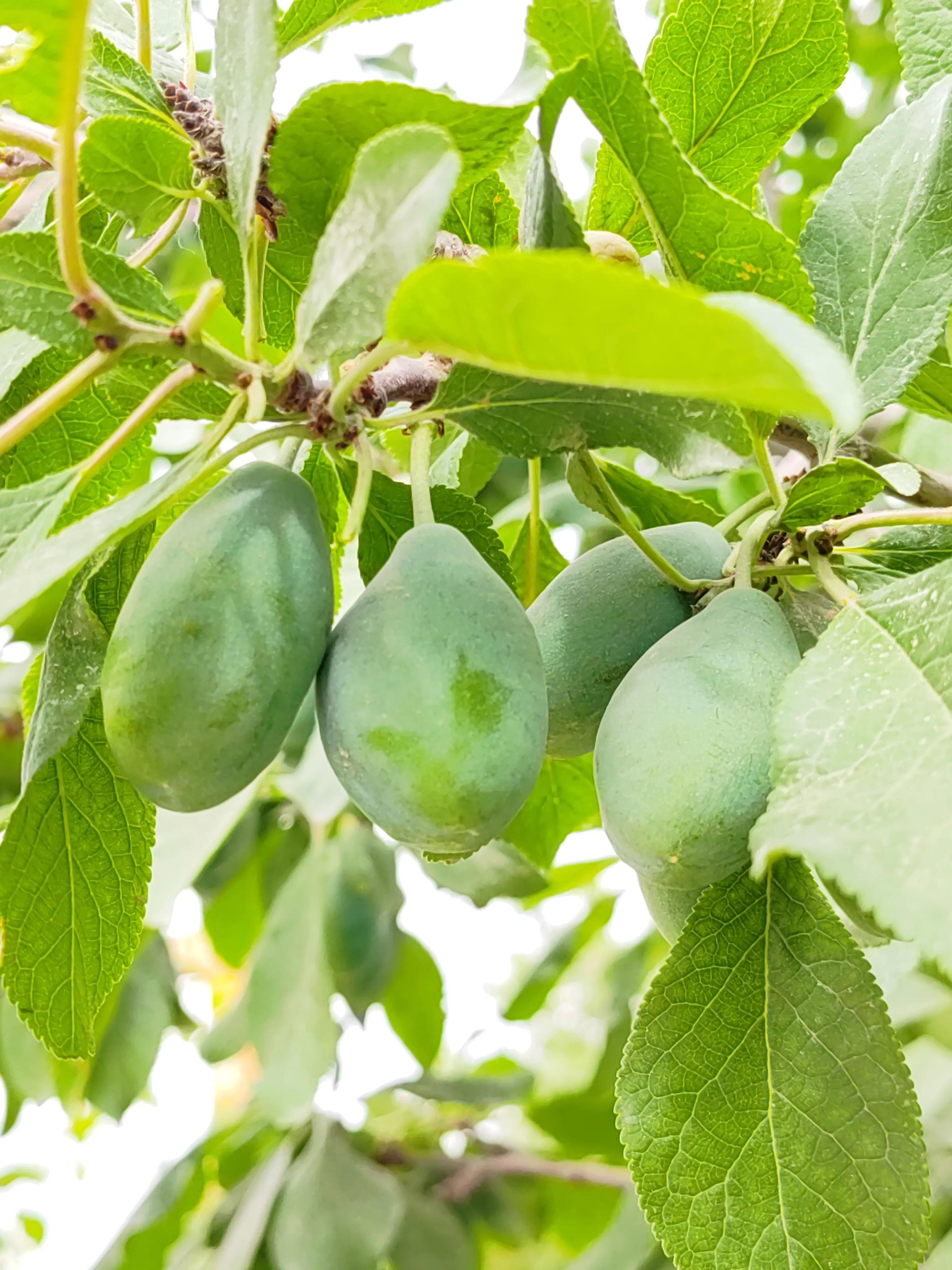 After retiring for 60 years, the caravan is the home to see the world ...