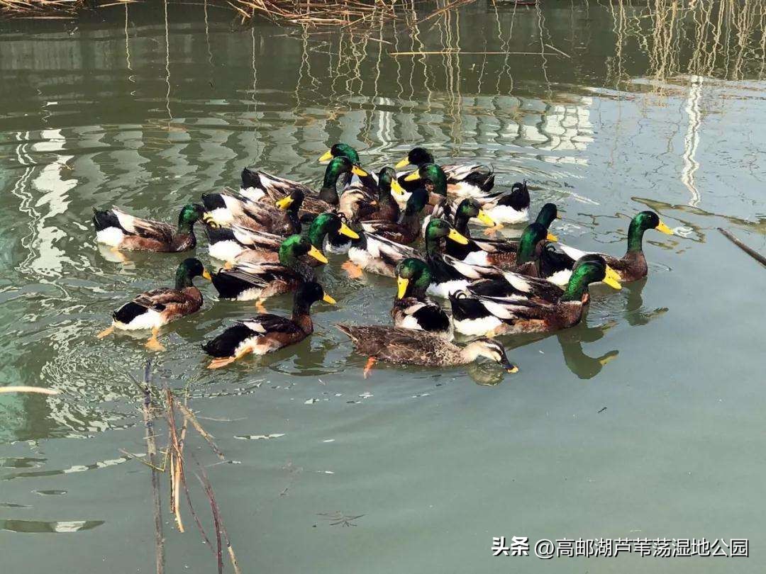 Do you know when is the best season to drink duck soup? - iMedia
