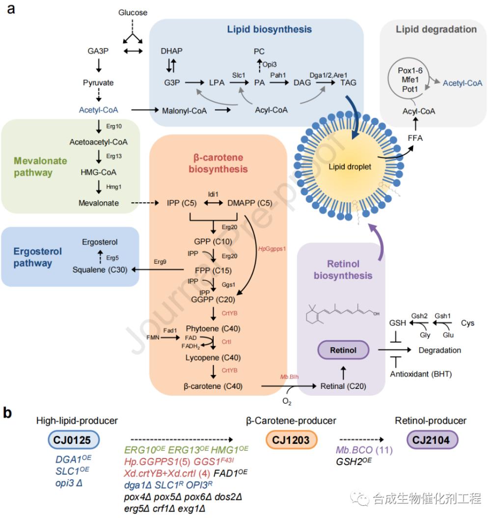 Antioxidant and Detergent Extraction Helps Yeast Increase Vitamin A ...