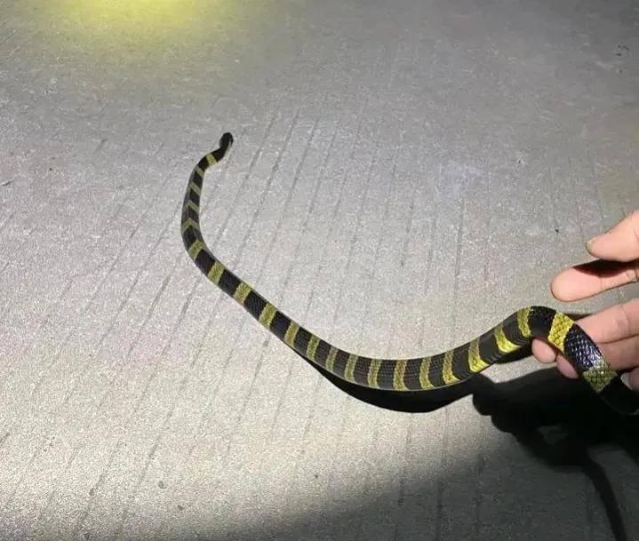 It turns out that the highly venomous krait is only one of the edible ...