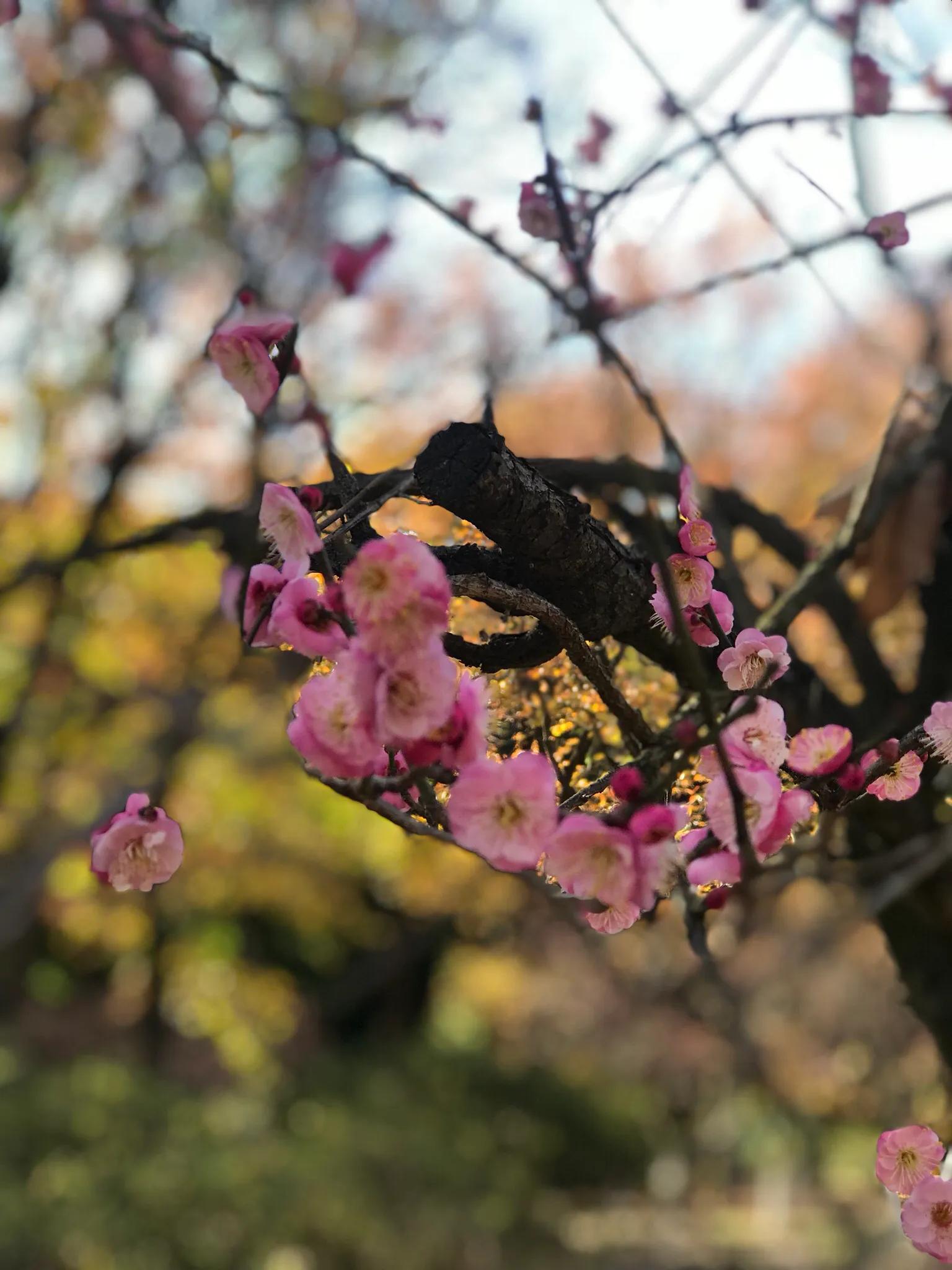 Flowers in Yunnan - iNEWS