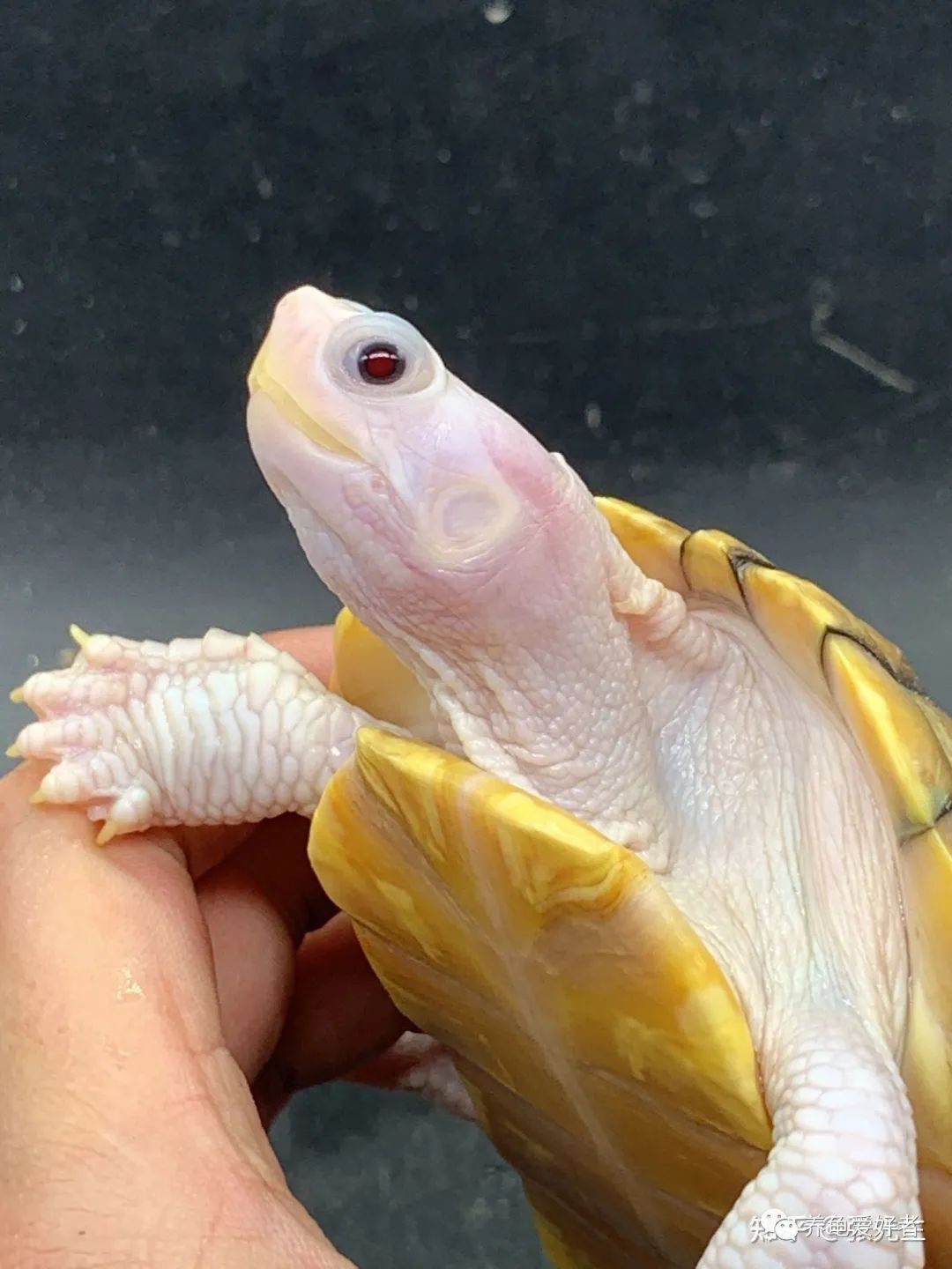 Turtle City's future hybrid turtles will soon be popular, what do you ...