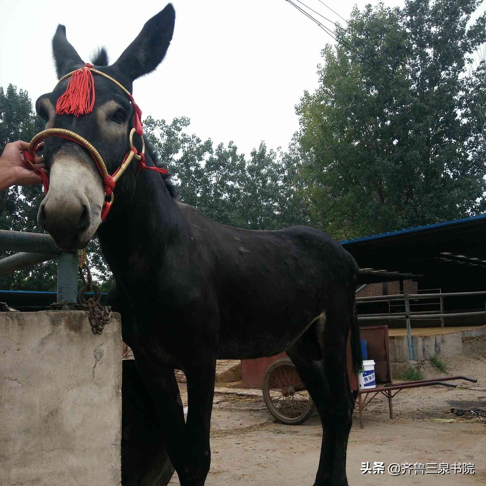 Primitive land transportation: pack animals - iNEWS