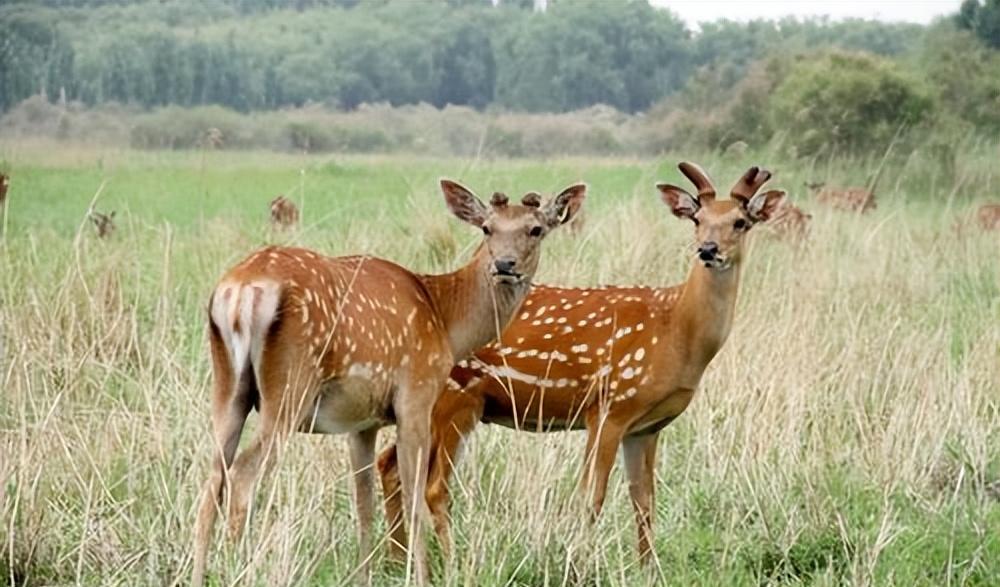 What is the reason behind the tragic death of more than a hundred deer ...