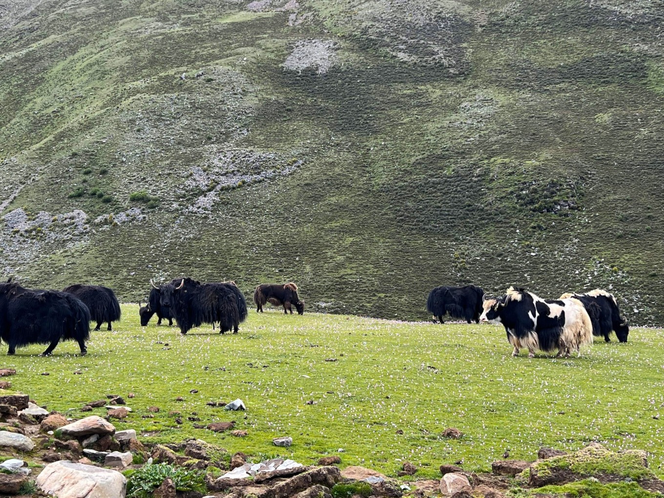 Green grass, red flowers, the home of yaks (yak herd) - iNEWS