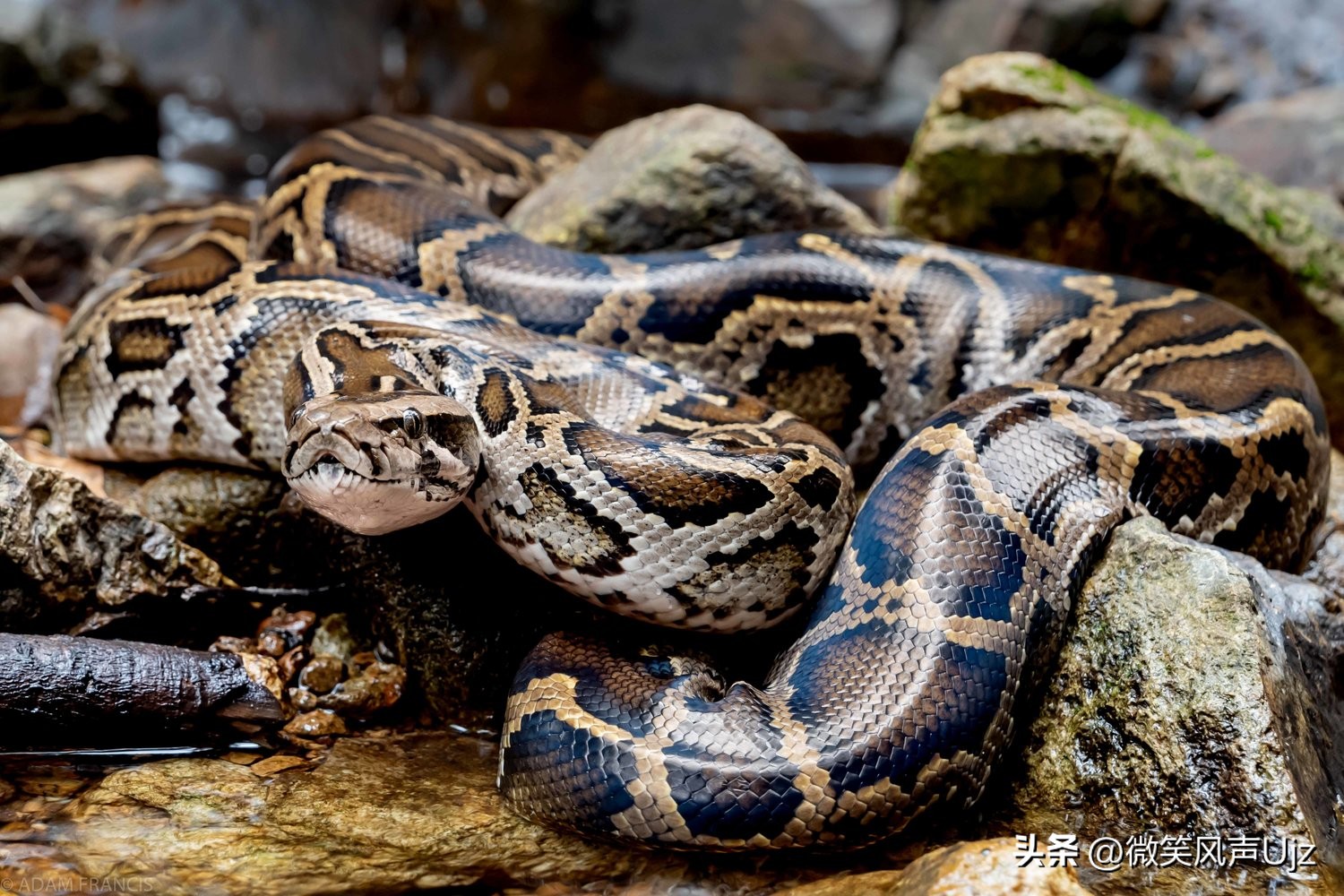 different snakes - iNEWS