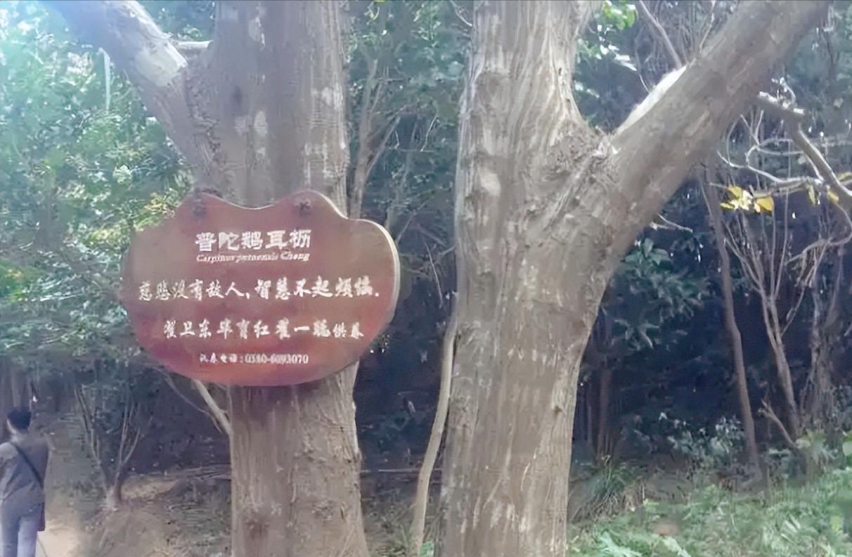 3 "aristocratic famous trees" in China: 1 is "the only son of the earth ...