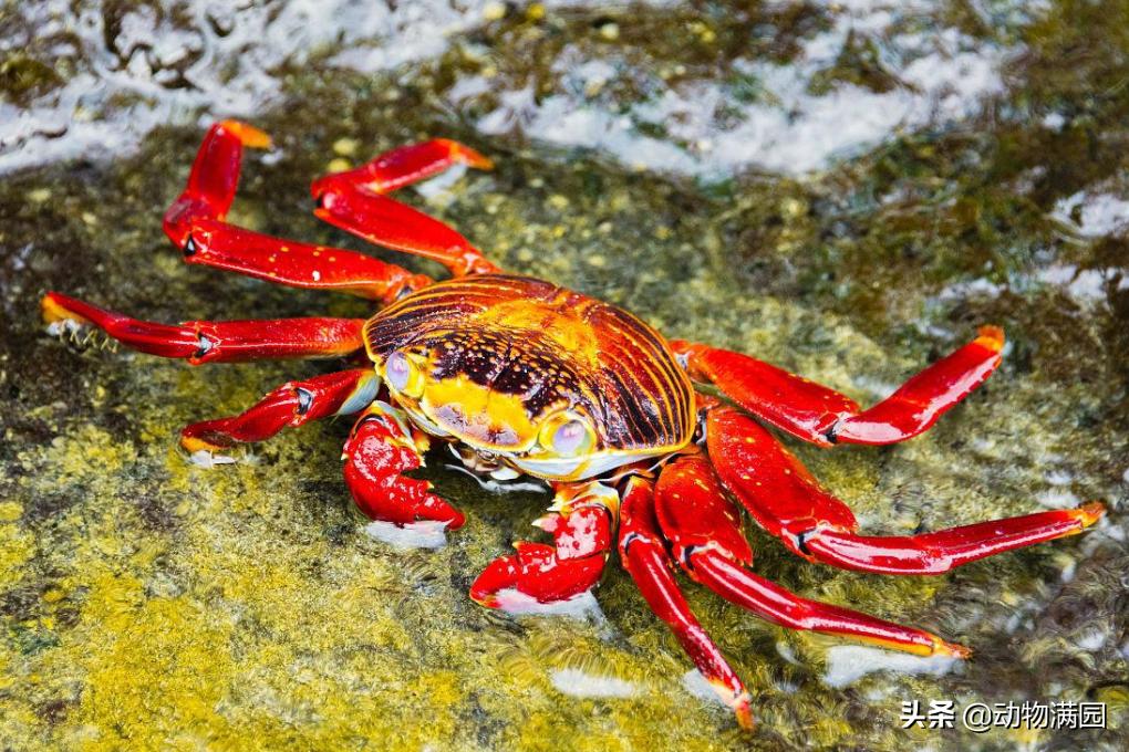 Species Encyclopedia: Redstone Crab - iNEWS