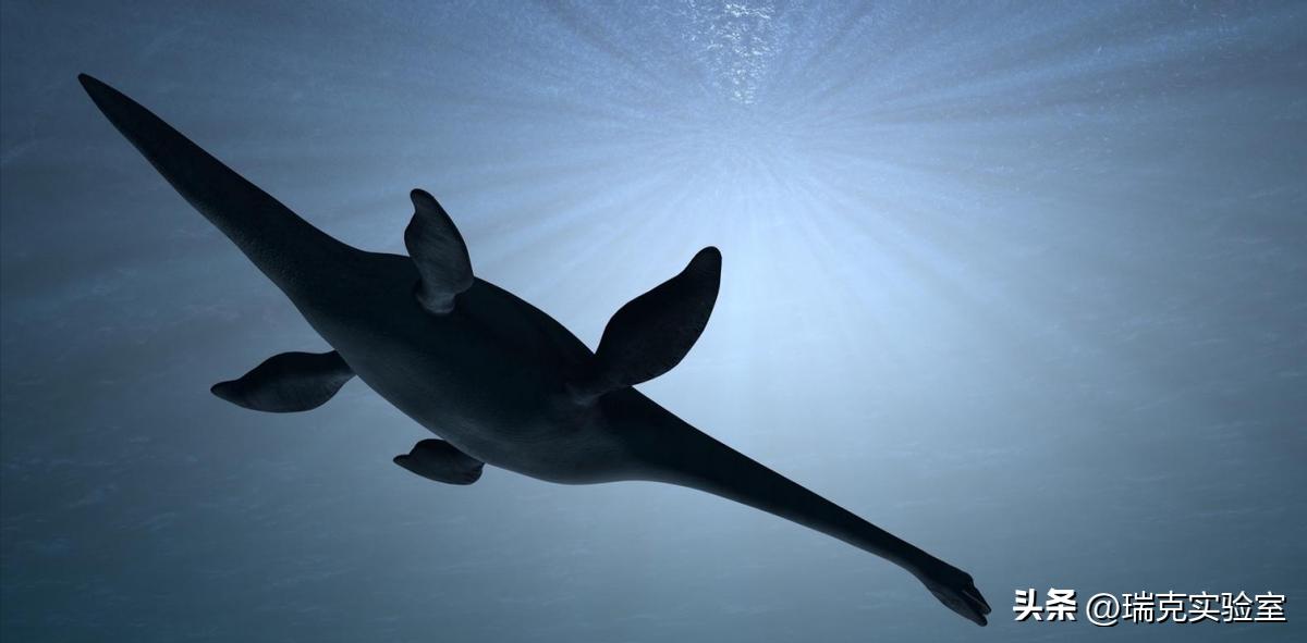 See the mysterious big fish in Yanchi, Jinan! The body length is ...