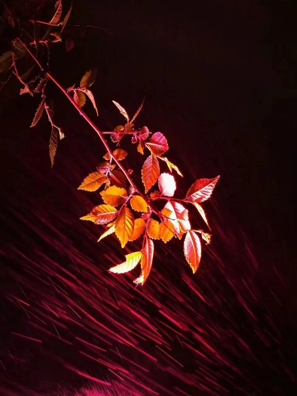 Autumn cloud and autumn moon with golden wind - iNEWS