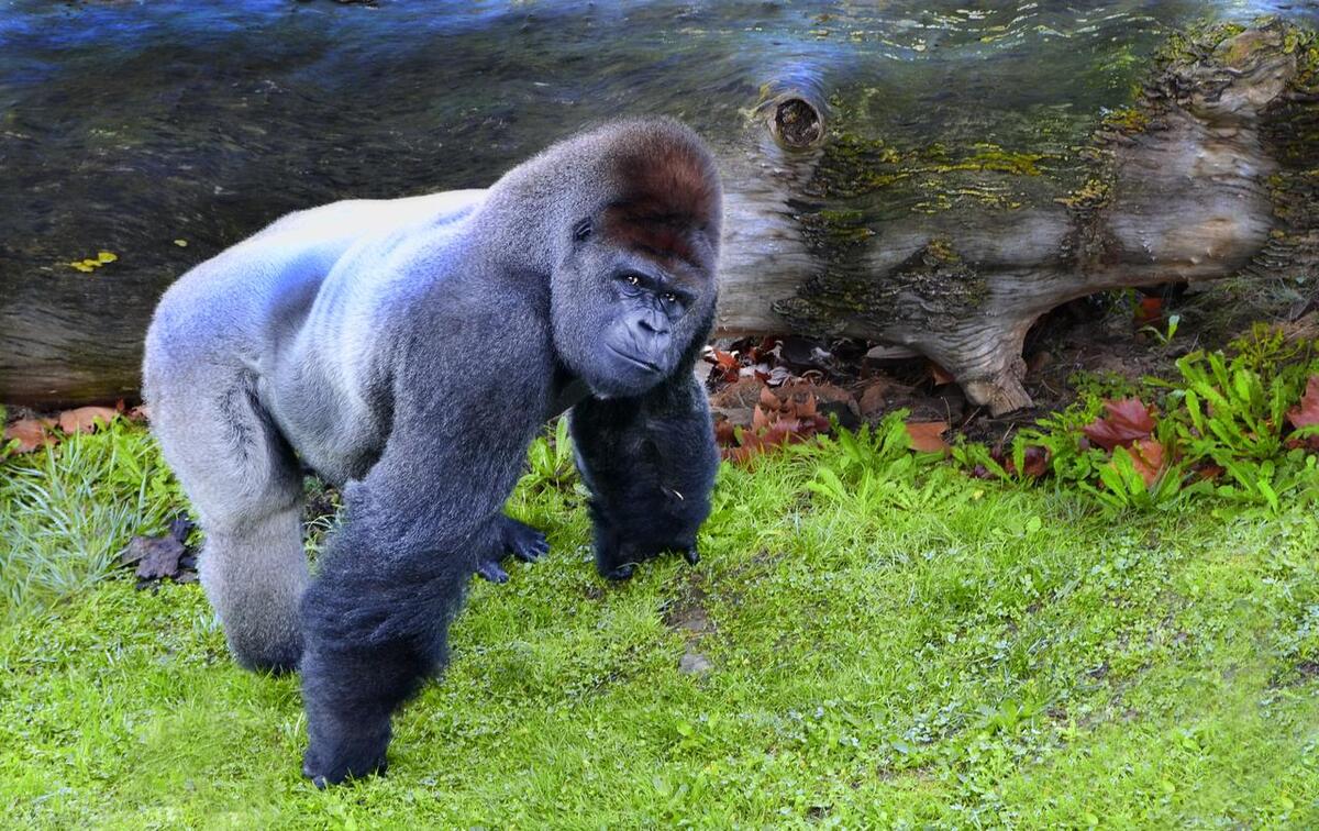 The burly gorilla was bullied by the thin chimpanzee: the strong in the ...