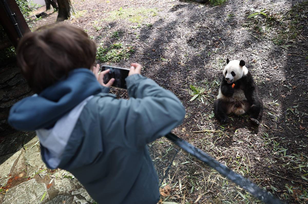 Giant pandas open the door to understanding China" - Visiting the Giant ...