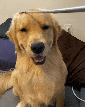 The 5 "most clingy" dogs have no sense of boundaries, and I can't wait ...