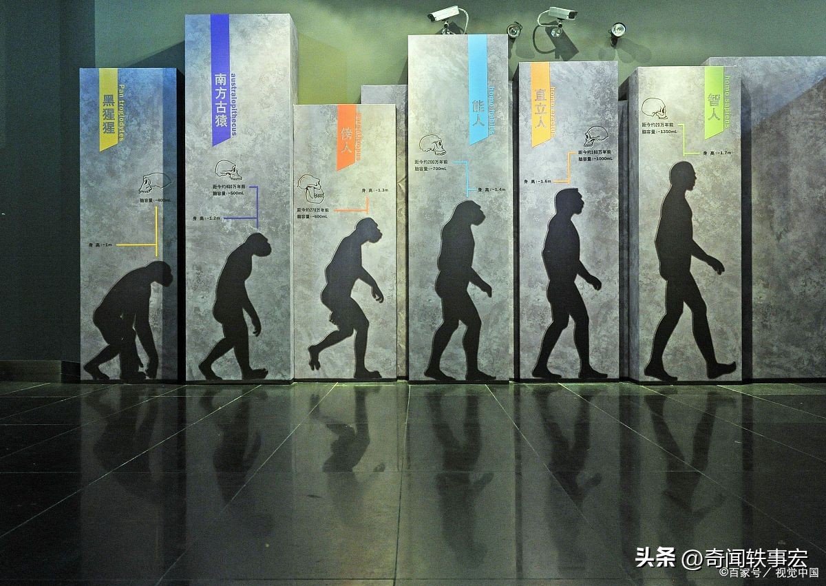 Six stages of human evolution - iMedia