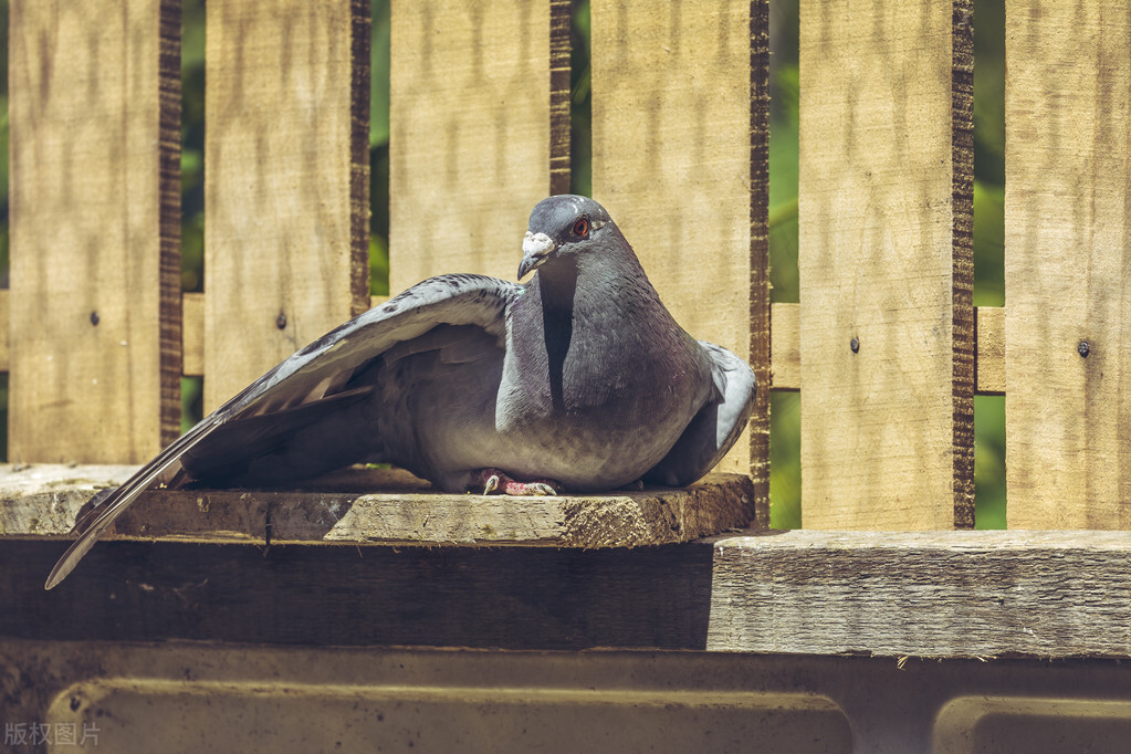 Super breeders, mostly from close relatives! - iNEWS