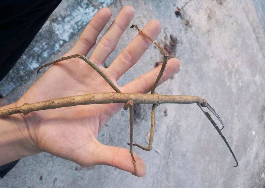 Netizens photographed a strange creature with a slender body, head and ...